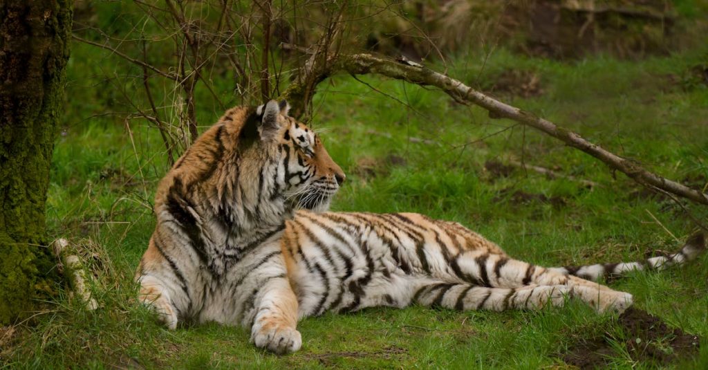 Protéger nos forêts : enjeux et solutions pour la biodiversité