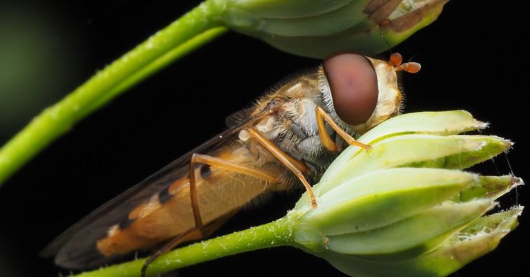 Reptation verte : un atout pour sauver notre planète